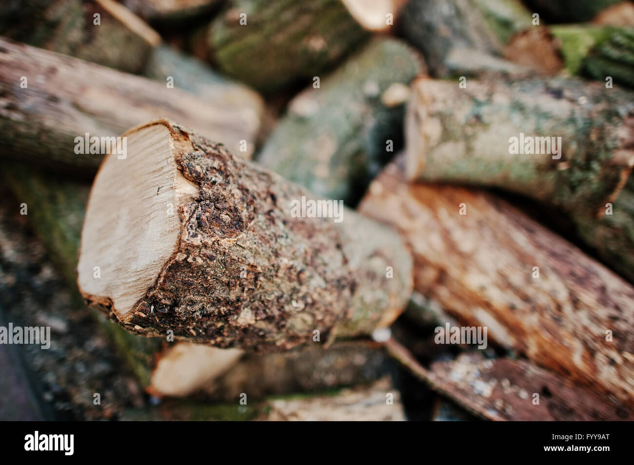 Axed tree hi-res stock photography and images - Alamy