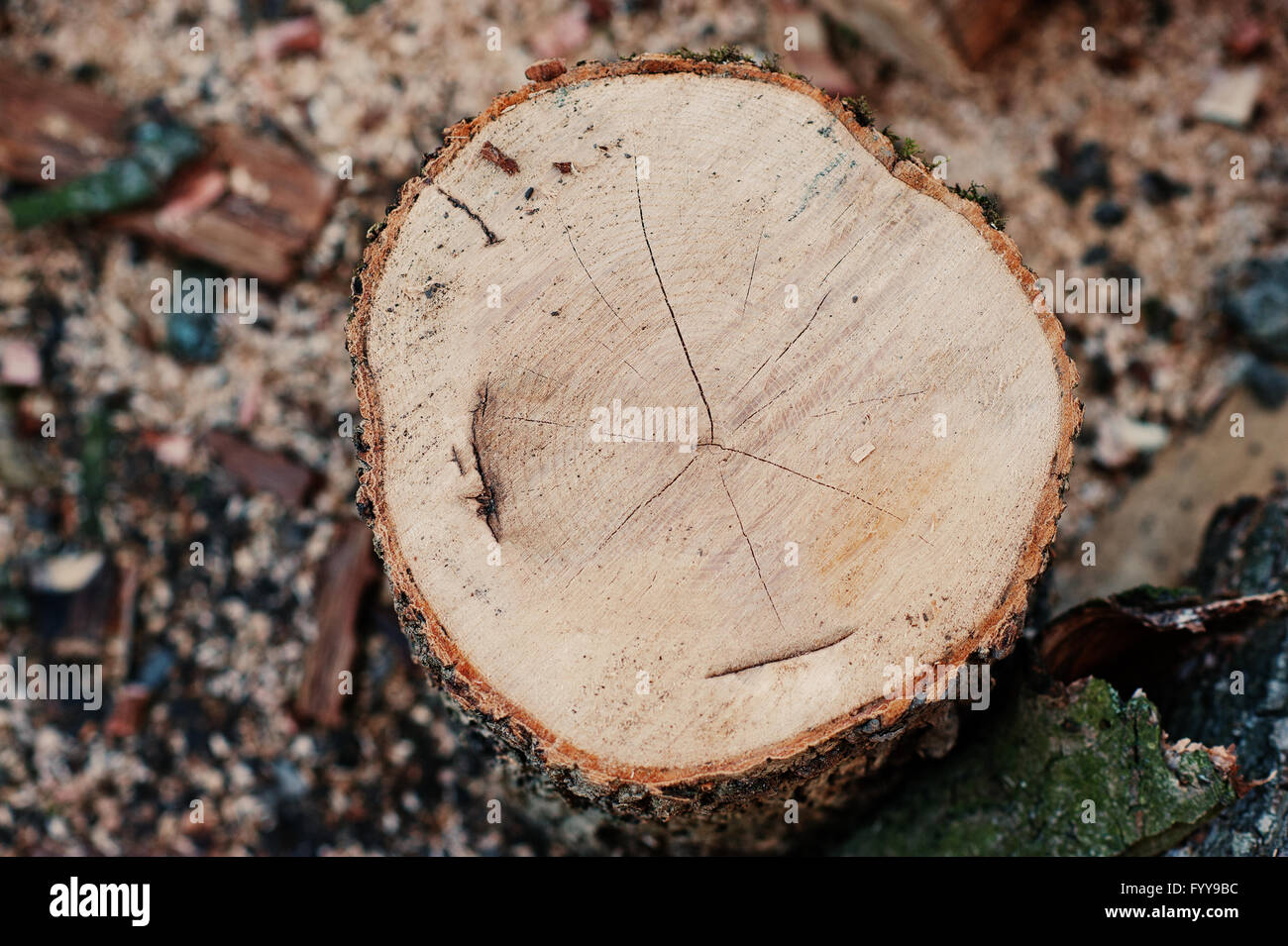 Axed tree hi-res stock photography and images - Alamy