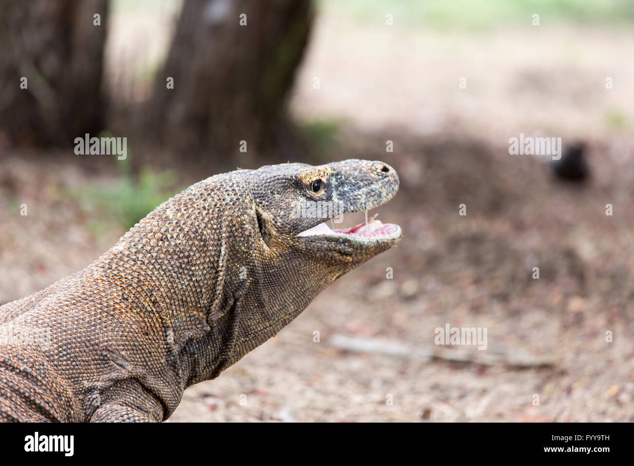 Komodo Dragon, the largest lizard in the world Stock Photo - Alamy