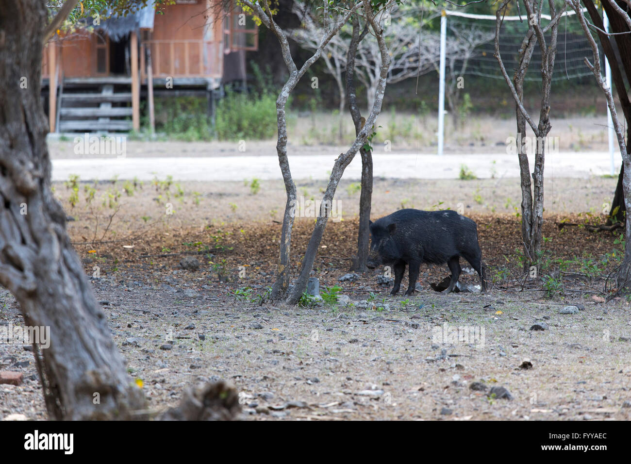 Wild pig in the forest Stock Photo - Alamy