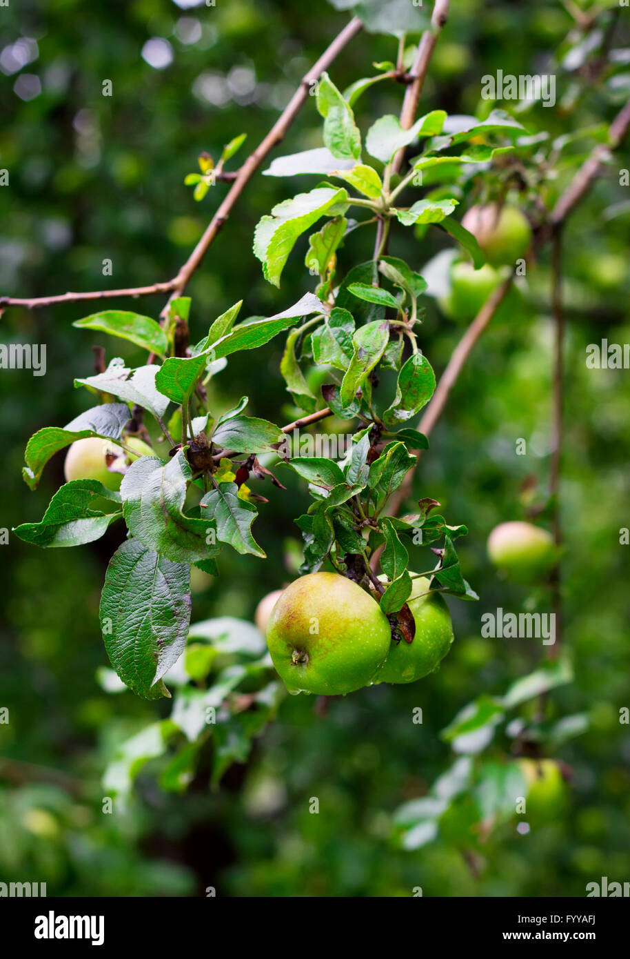 Fruitful apple tree hi-res stock photography and images - Alamy