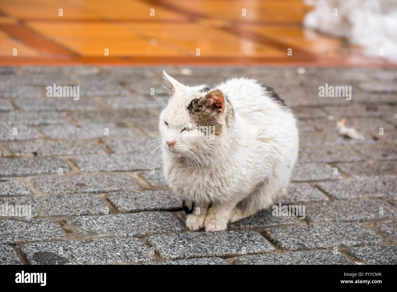 Stray Cat Istanbul High Resolution Stock Photography and Images - Alamy