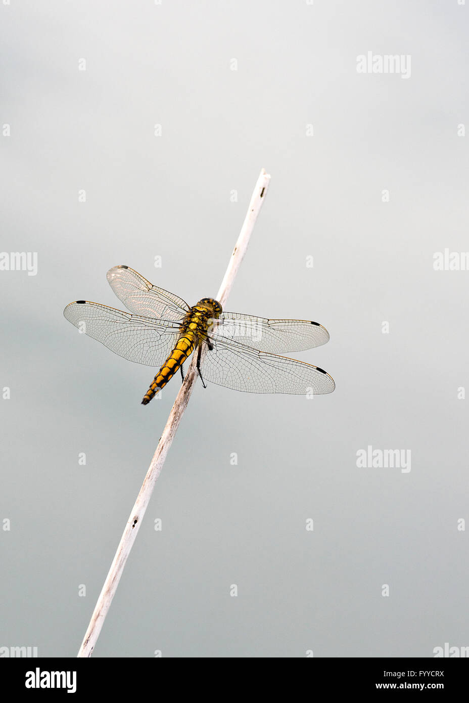 Water skimmer insects hi-res stock photography and images - Alamy