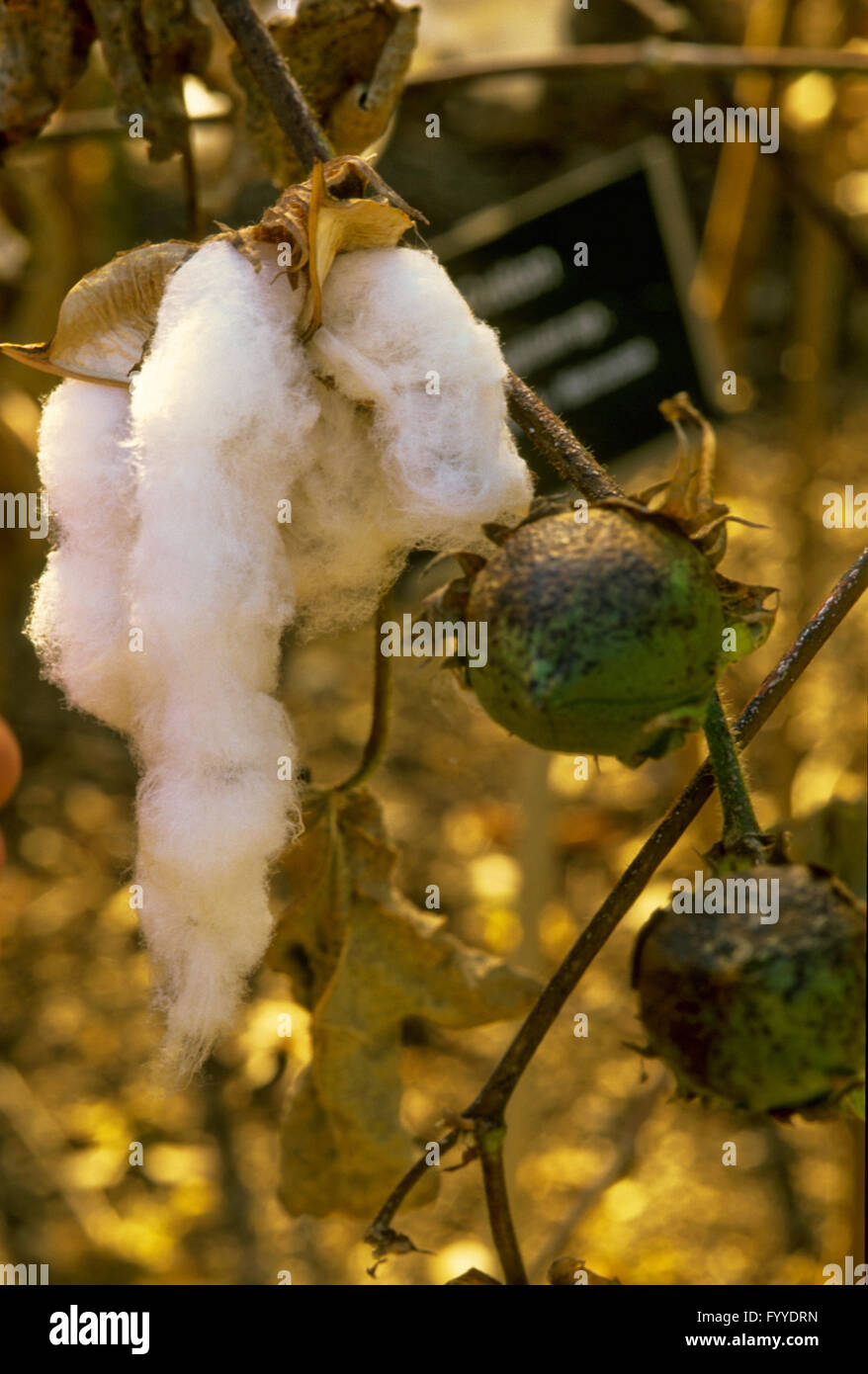Cotton pod hi-res stock photography and images - Alamy