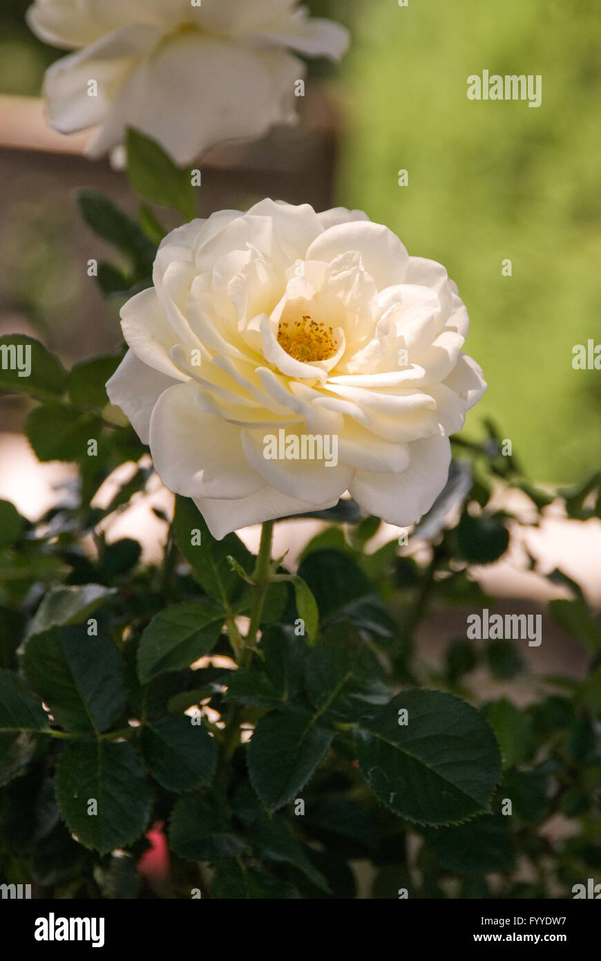 Rose,Rosa MOONDANCE, 2007 AARS floribunda Stock Photo - Alamy