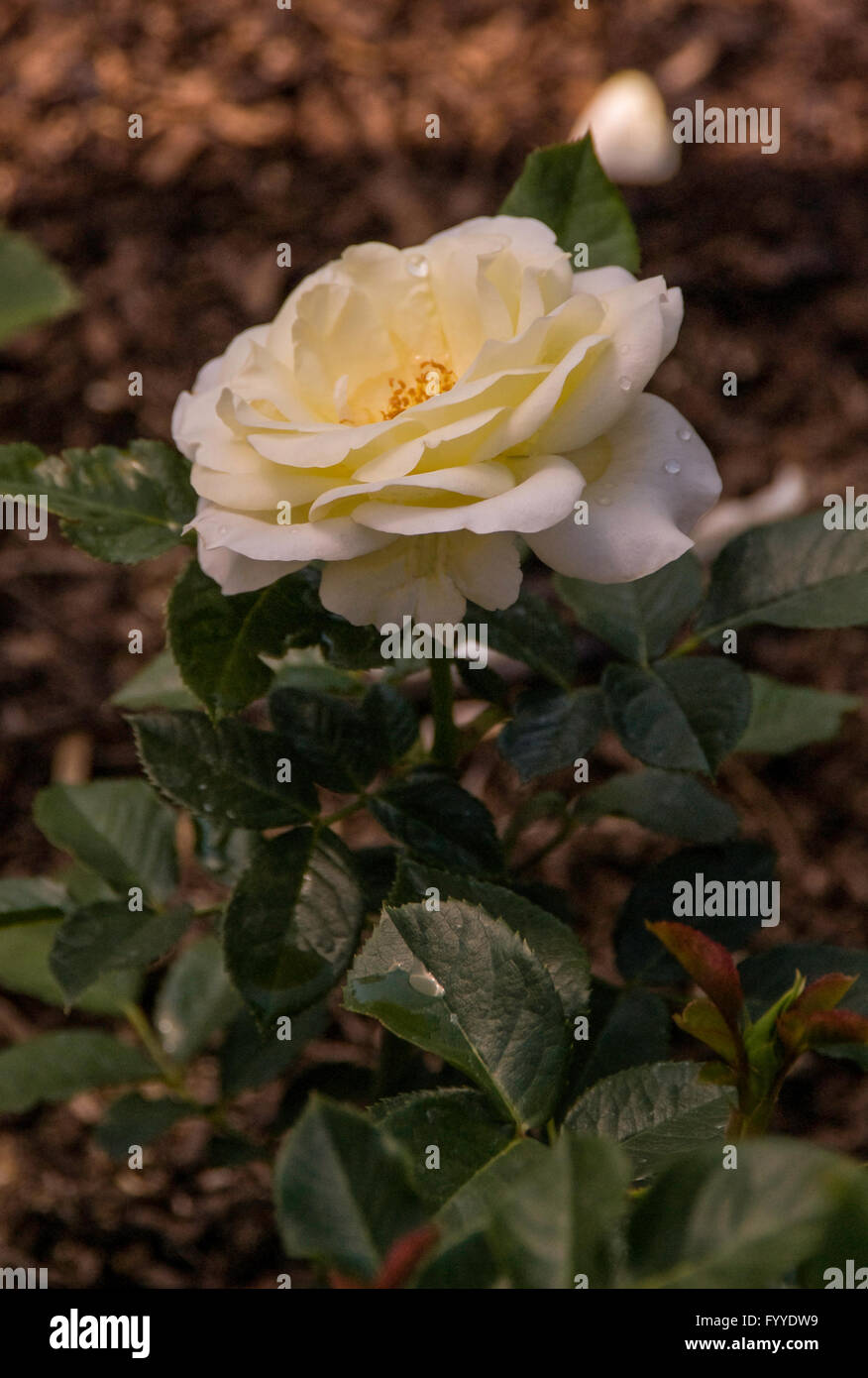 Rose,Rosa MOONDANCE, 2007 AARS floribunda Stock Photo - Alamy