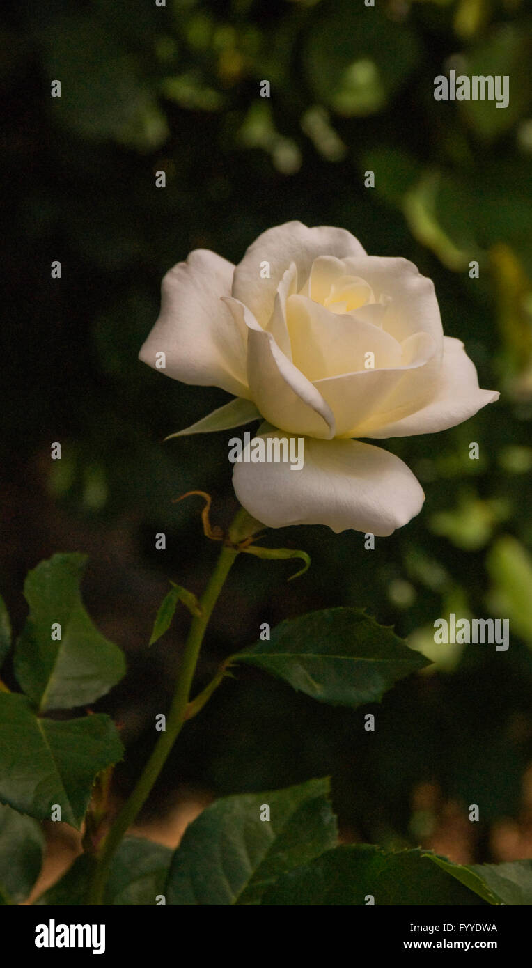 Aars floribunda hi-res stock photography and images - Alamy