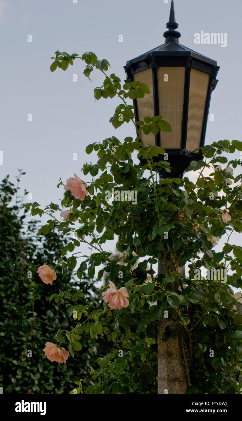 Fragrant Climber Rose High Resolution Stock Photography and Images - Alamy