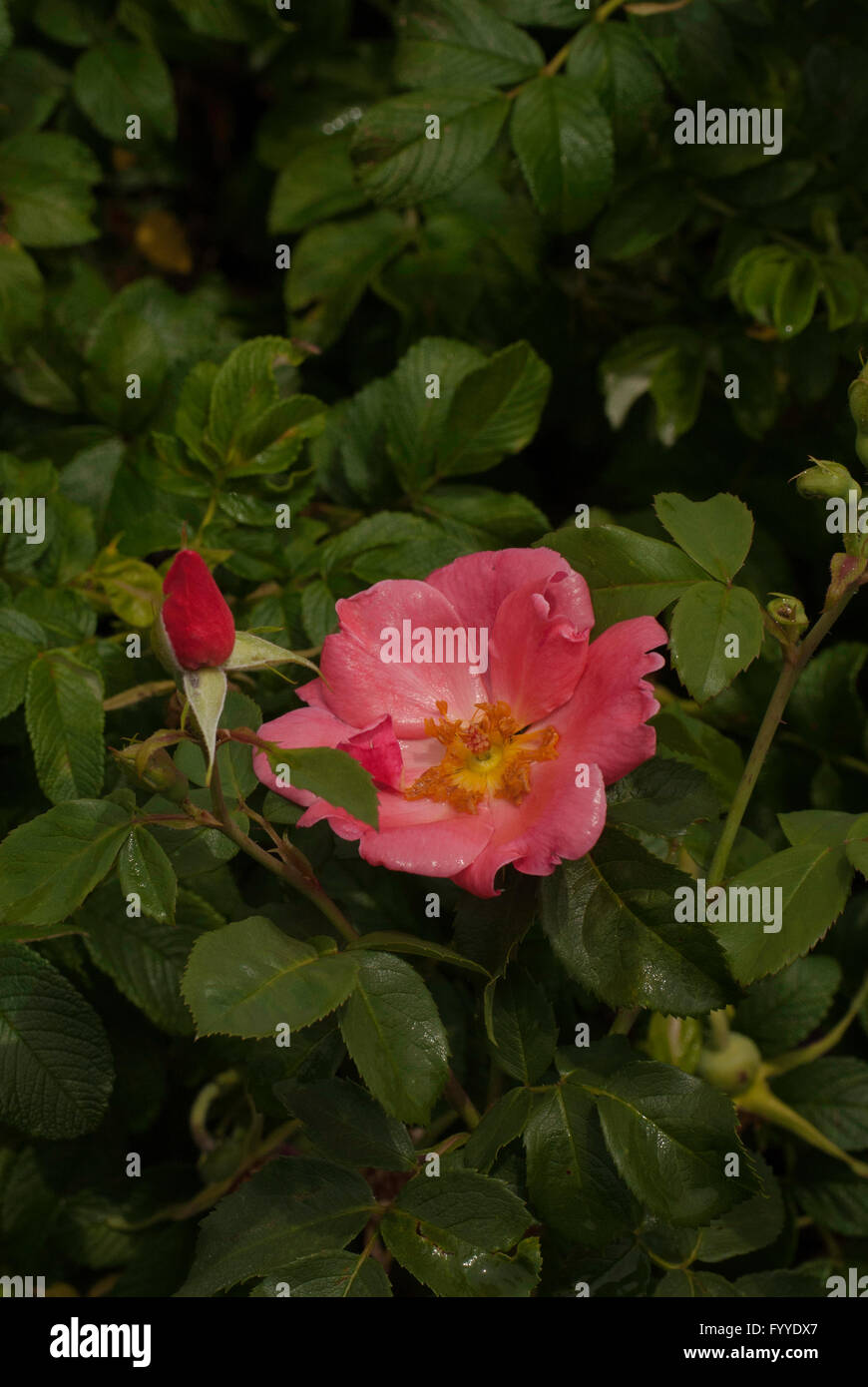 Rose, Rosa SUMMER WIND, shrub Stock Photo - Alamy