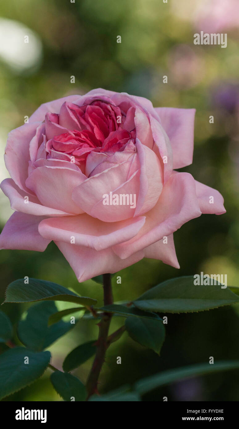 Rosa comtesse de provence hi-res stock photography and images - Alamy
