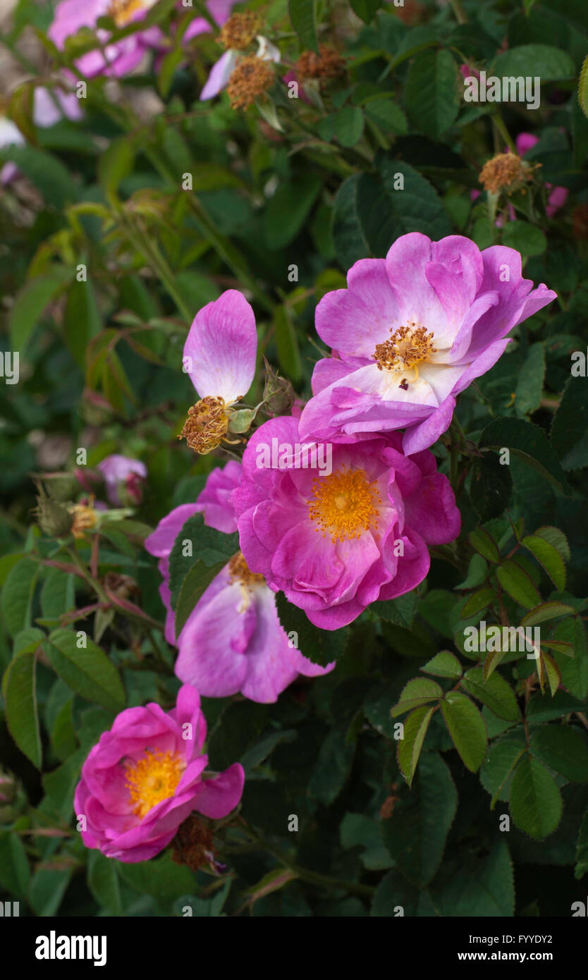 Rosa gallica hi-res stock photography and images - Alamy