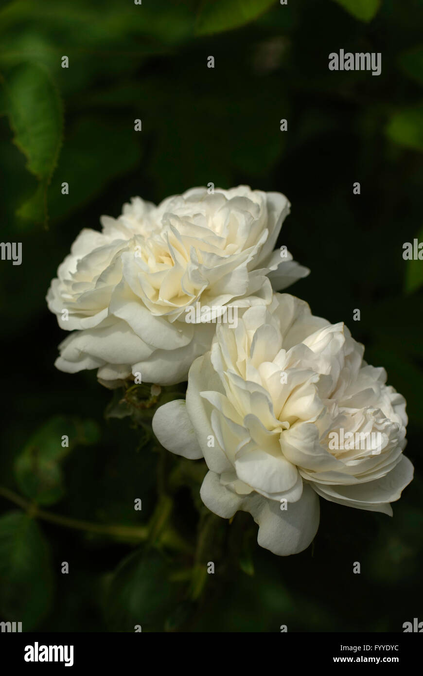 Musk Rose Stock Photos & Musk Rose Stock Images - Alamy