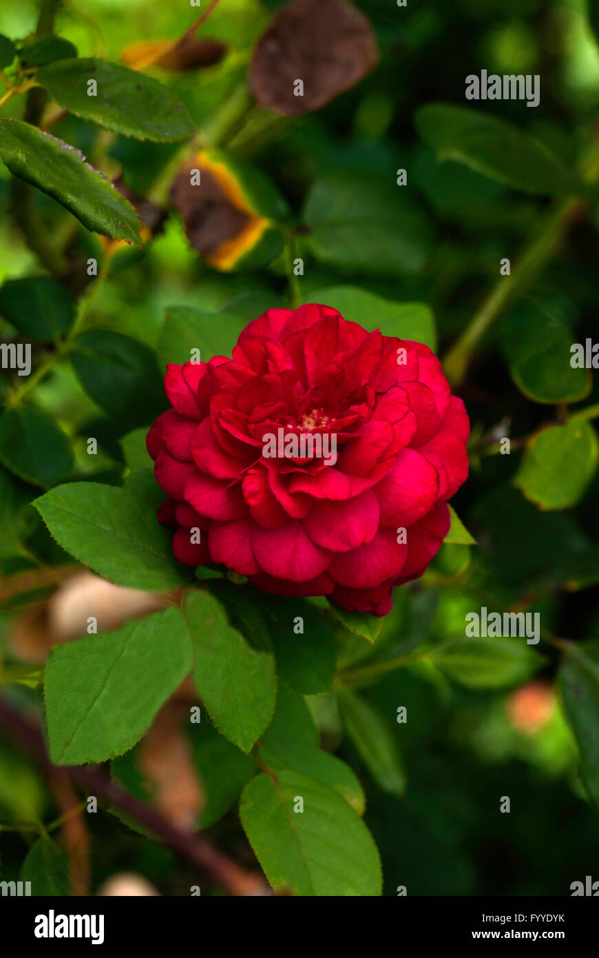 Tess hi-res stock photography and images - Alamy