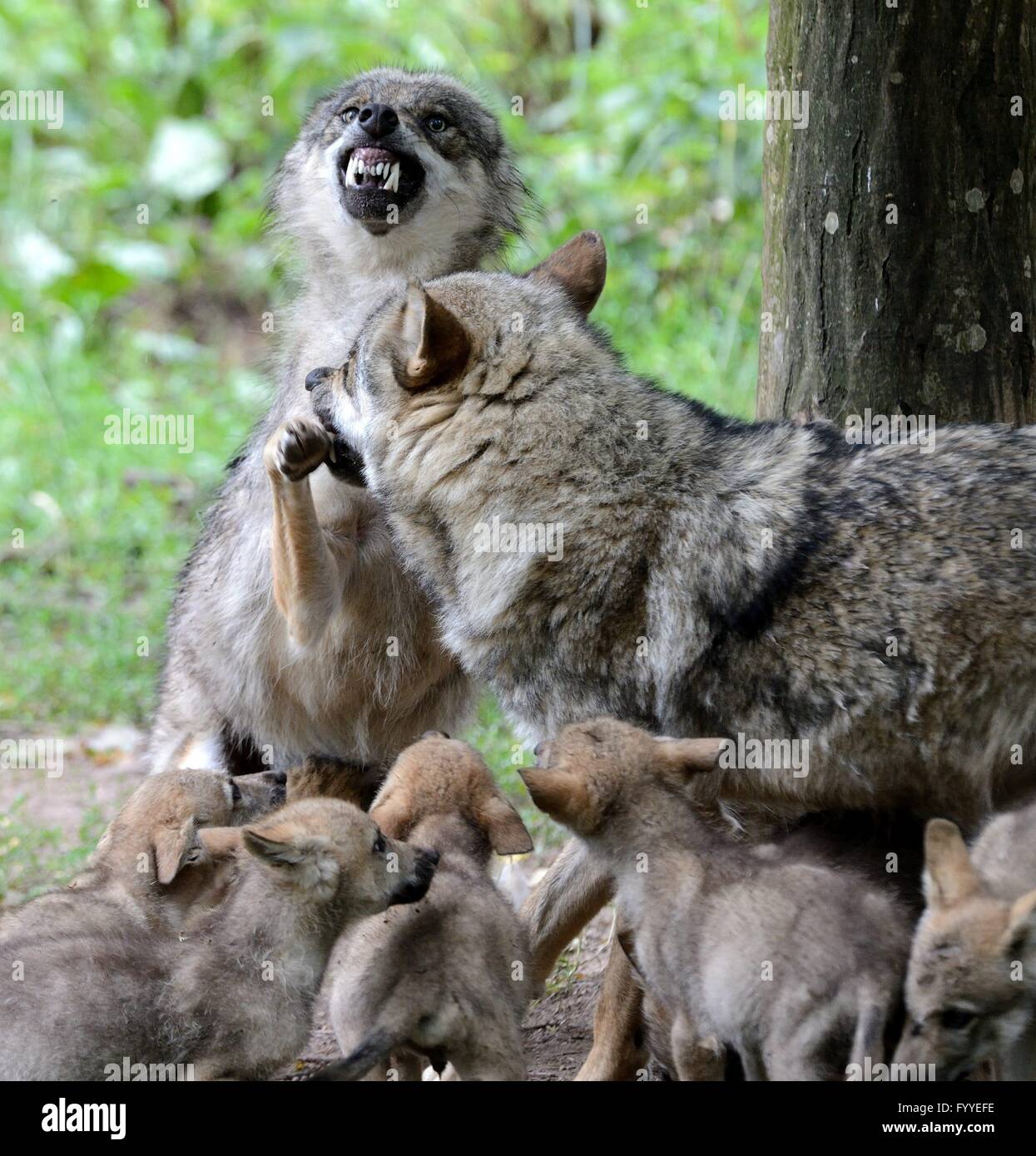 Wolf junge hi-res stock photography and images - Alamy