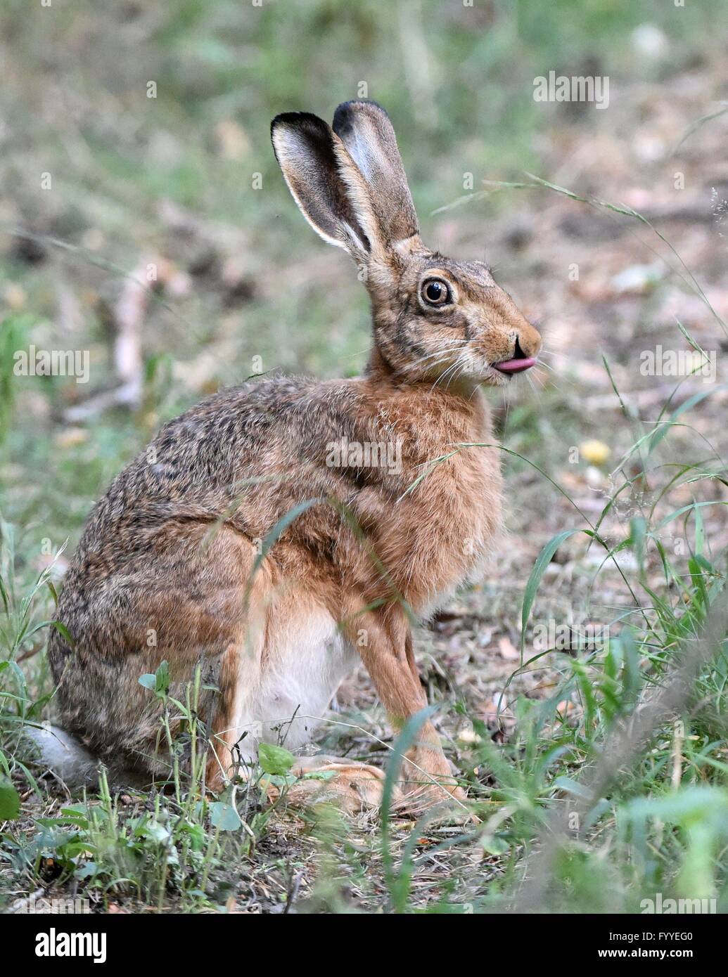 Pallas hare hi-res stock photography and images - Alamy