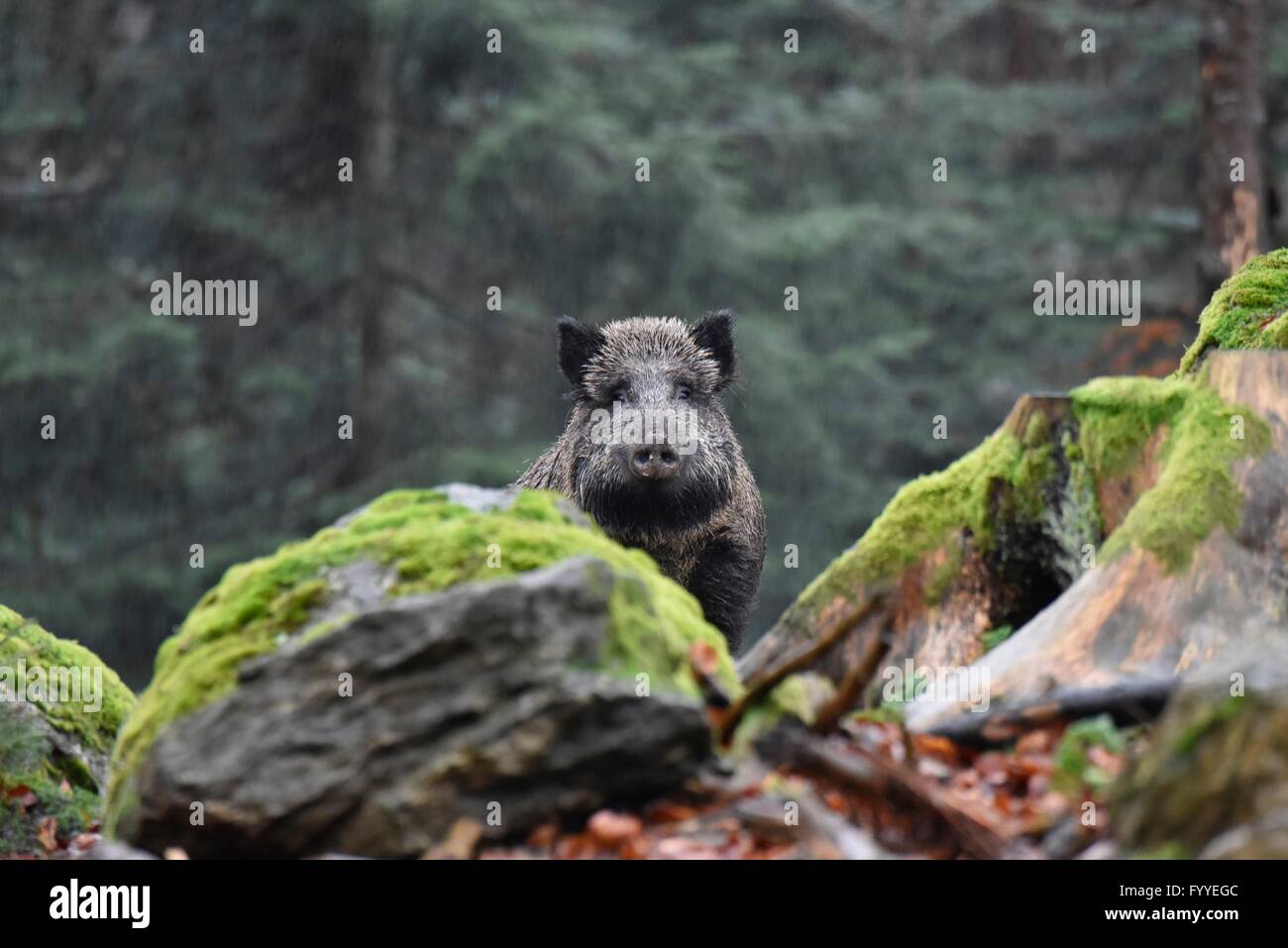 Wildschwein im wald hi-res stock photography and images - Alamy