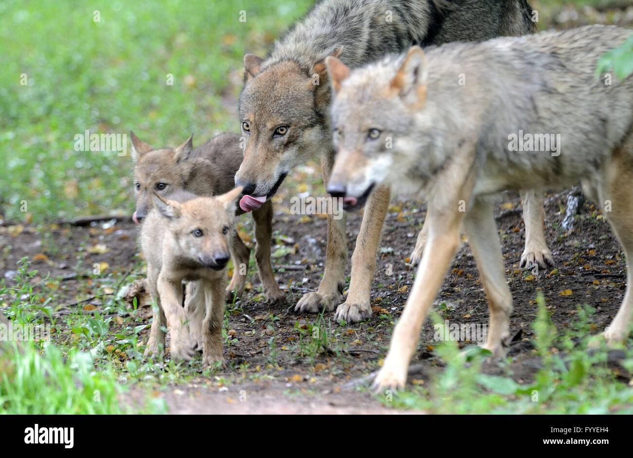 Wolf junge hi-res stock photography and images - Alamy
