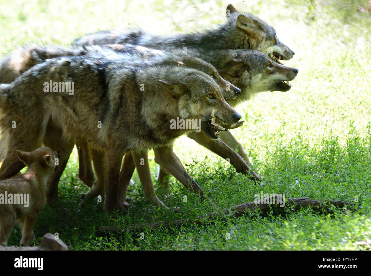 Wolf junge hi-res stock photography and images - Alamy