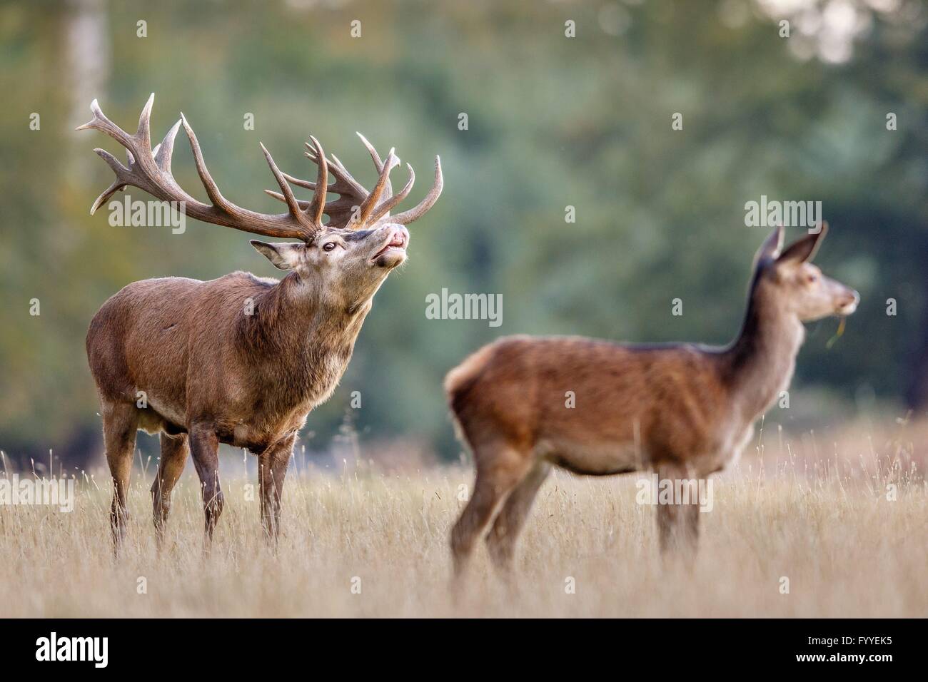 A capital red deer (Cervus elaphus) smelling a red deer cow Stock Photo ...