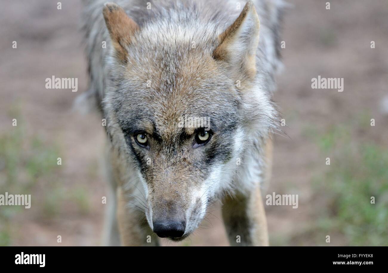 Grauwolf hi-res stock photography and images - Alamy