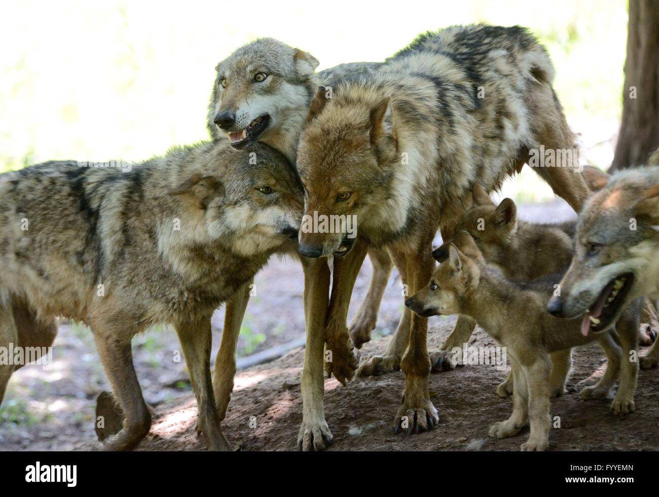 Wolf, European wolf Stock Photo - Alamy