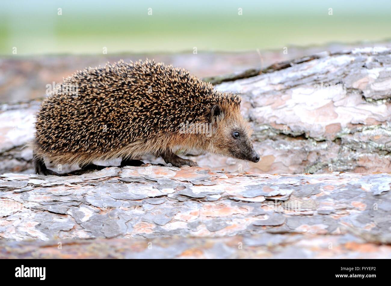 Igel wildtiere hi-res stock photography and images - Alamy