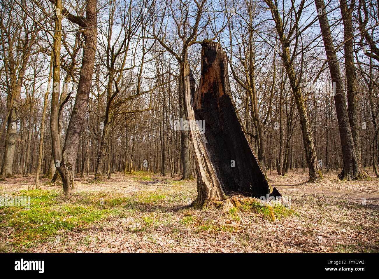 burned tree in the woods in early spring Stock Photo - Alamy