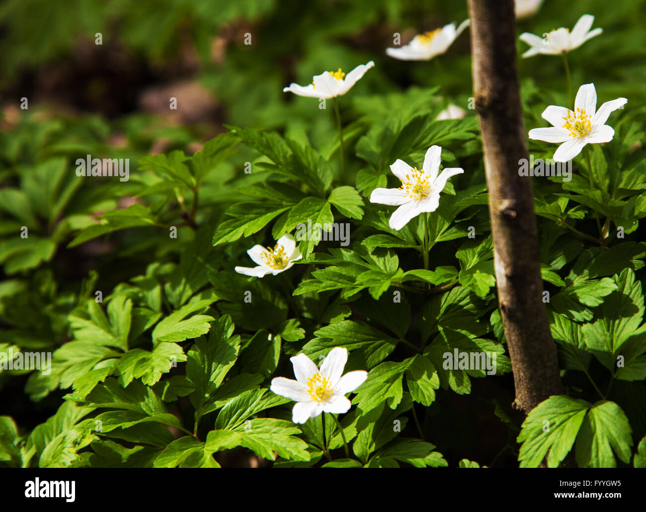 Flowers That Grow In The Woods
