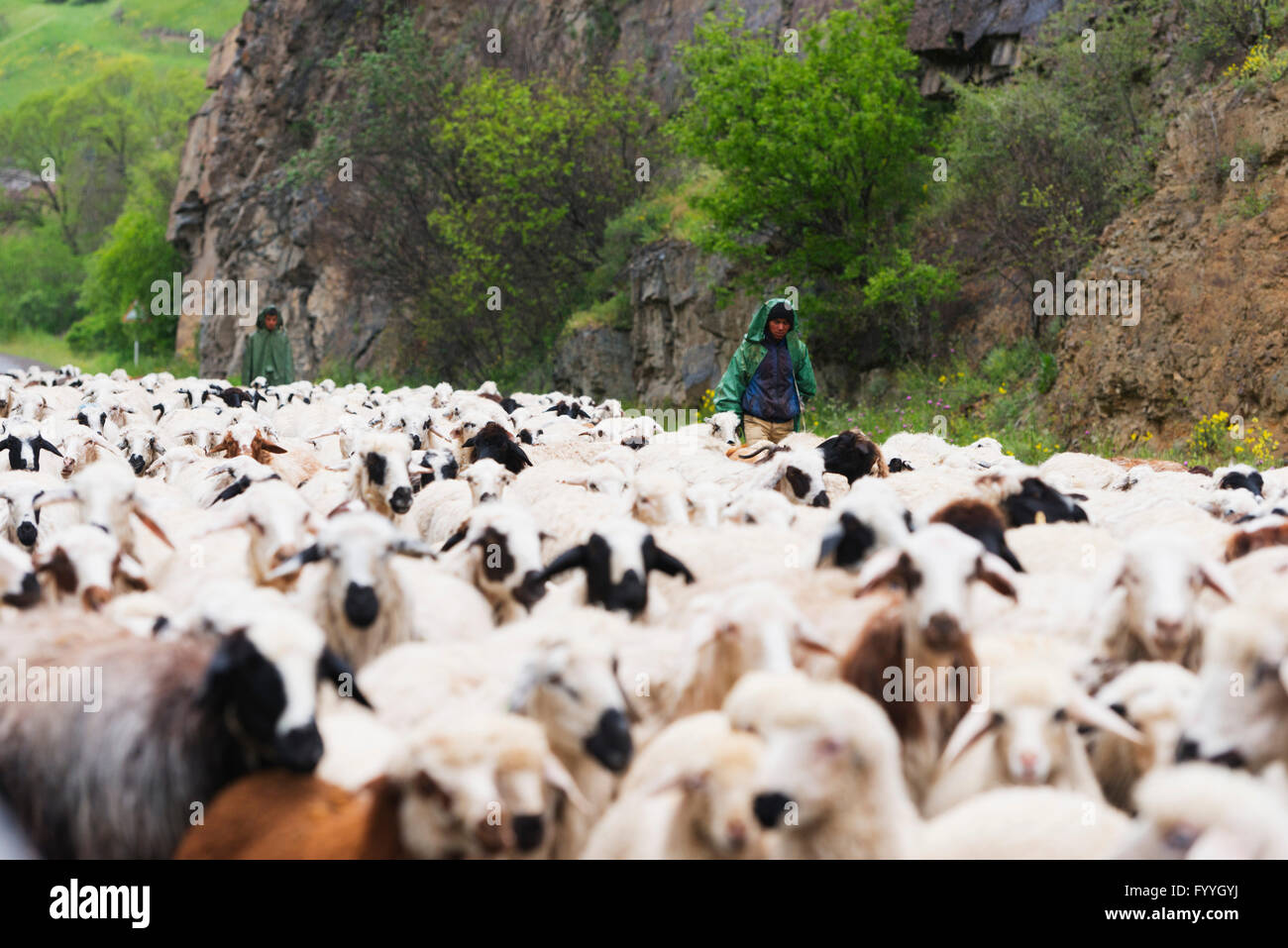 Armenian shepherd hi-res stock photography and images - Alamy