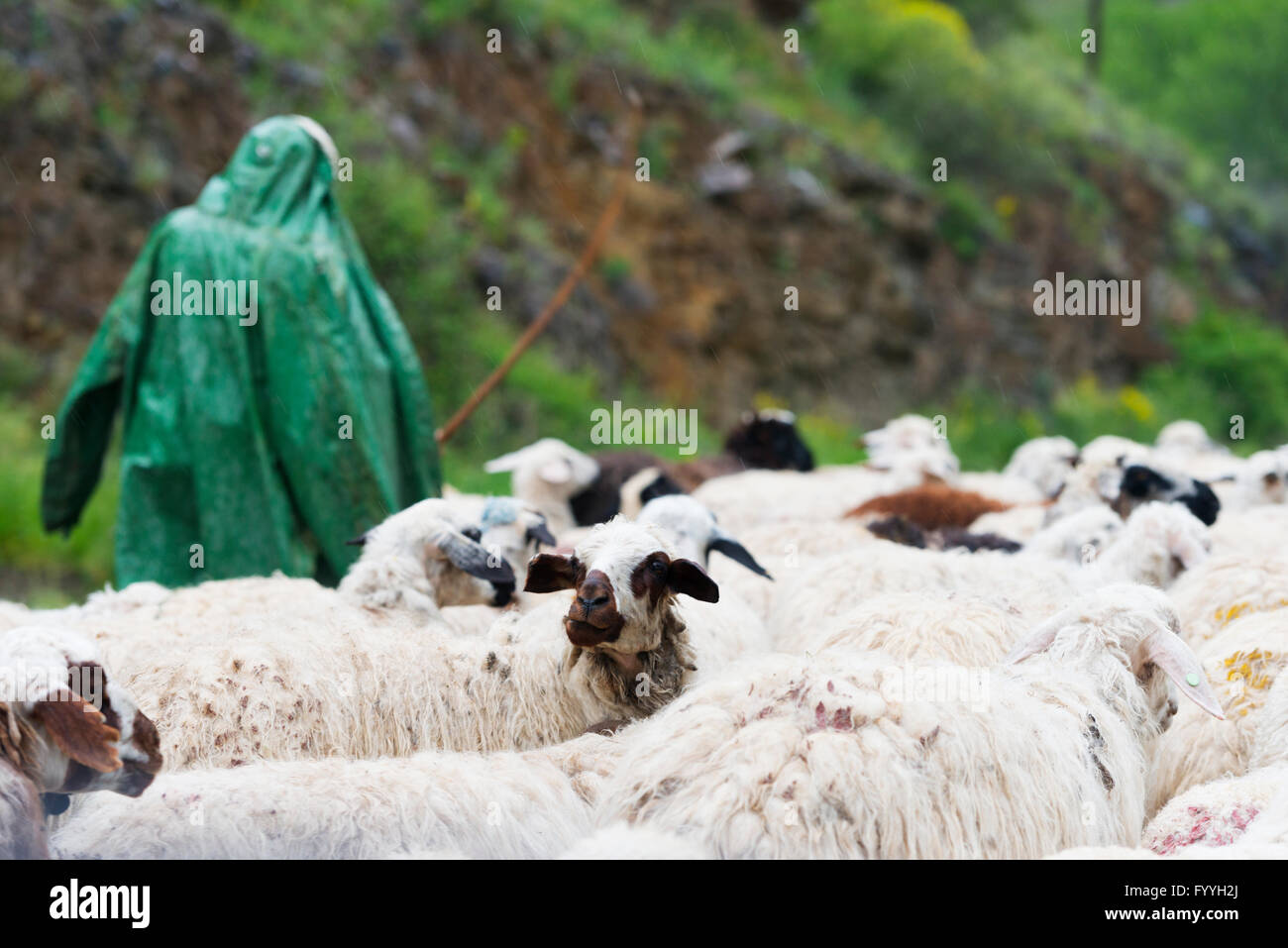 Armenian shepherd hi-res stock photography and images - Alamy
