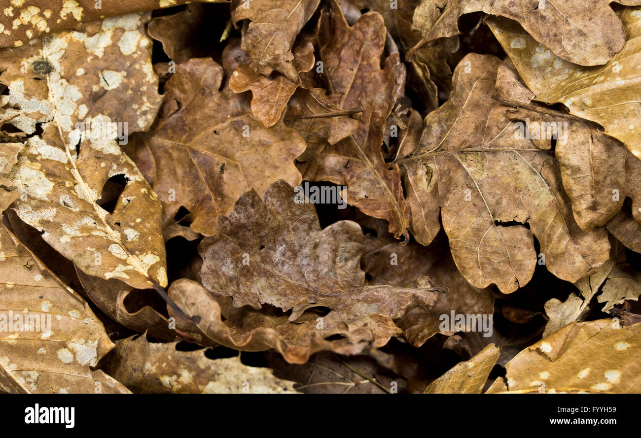 Autumn Dried Leaves Stock Photo - Alamy