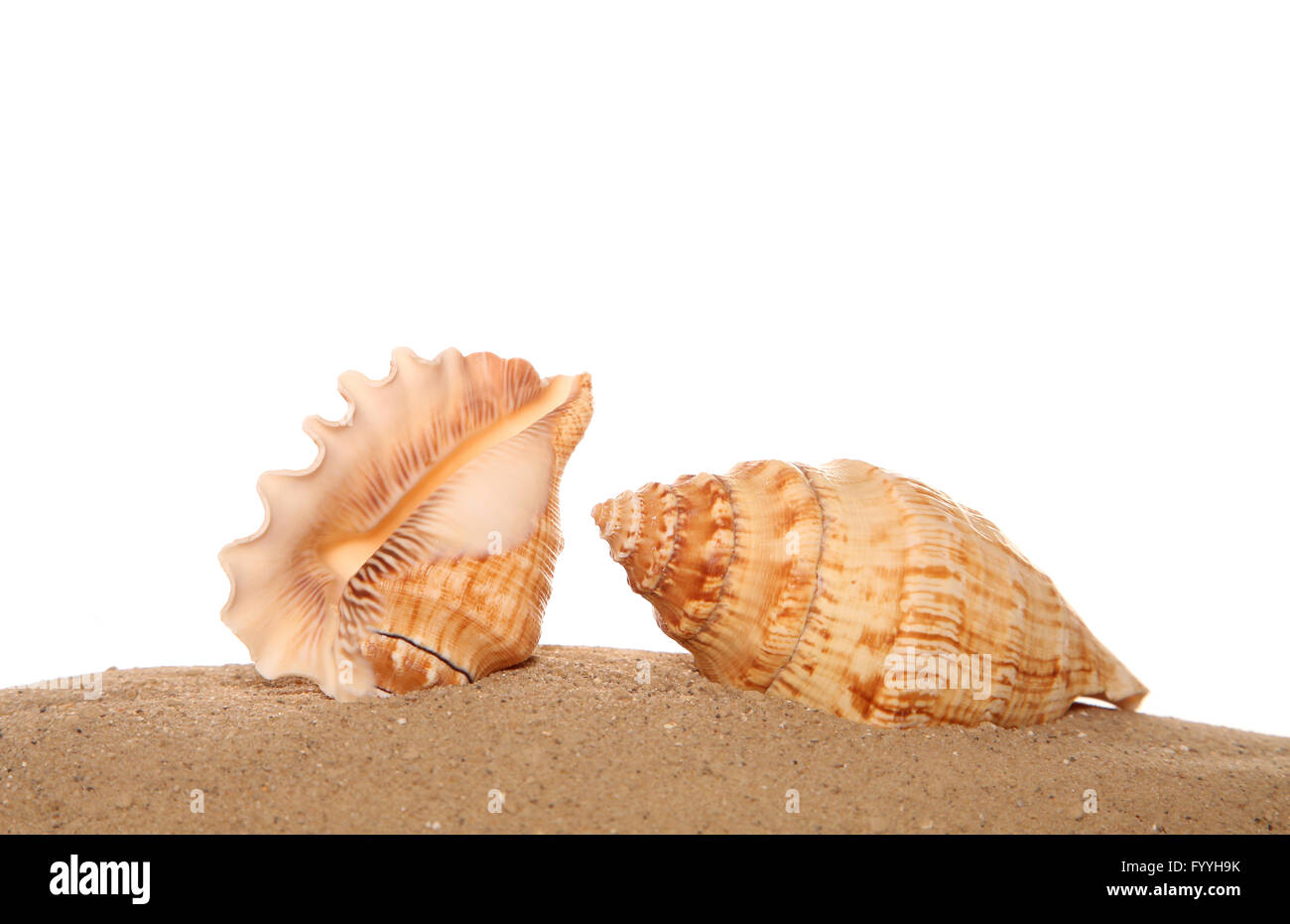 two shells on sand studio cutout Stock Photo - Alamy