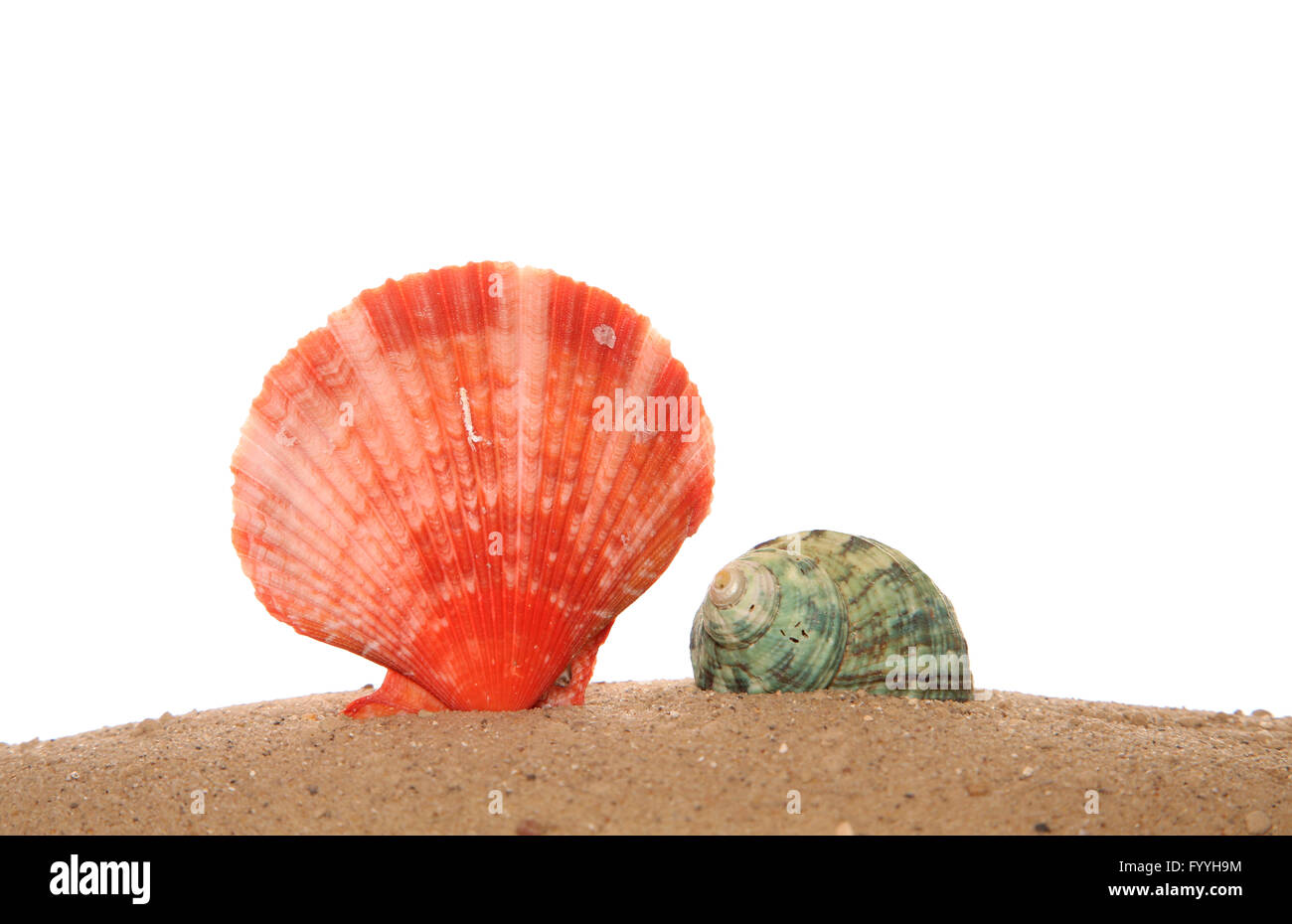 two shells on sand studio cutout Stock Photo - Alamy