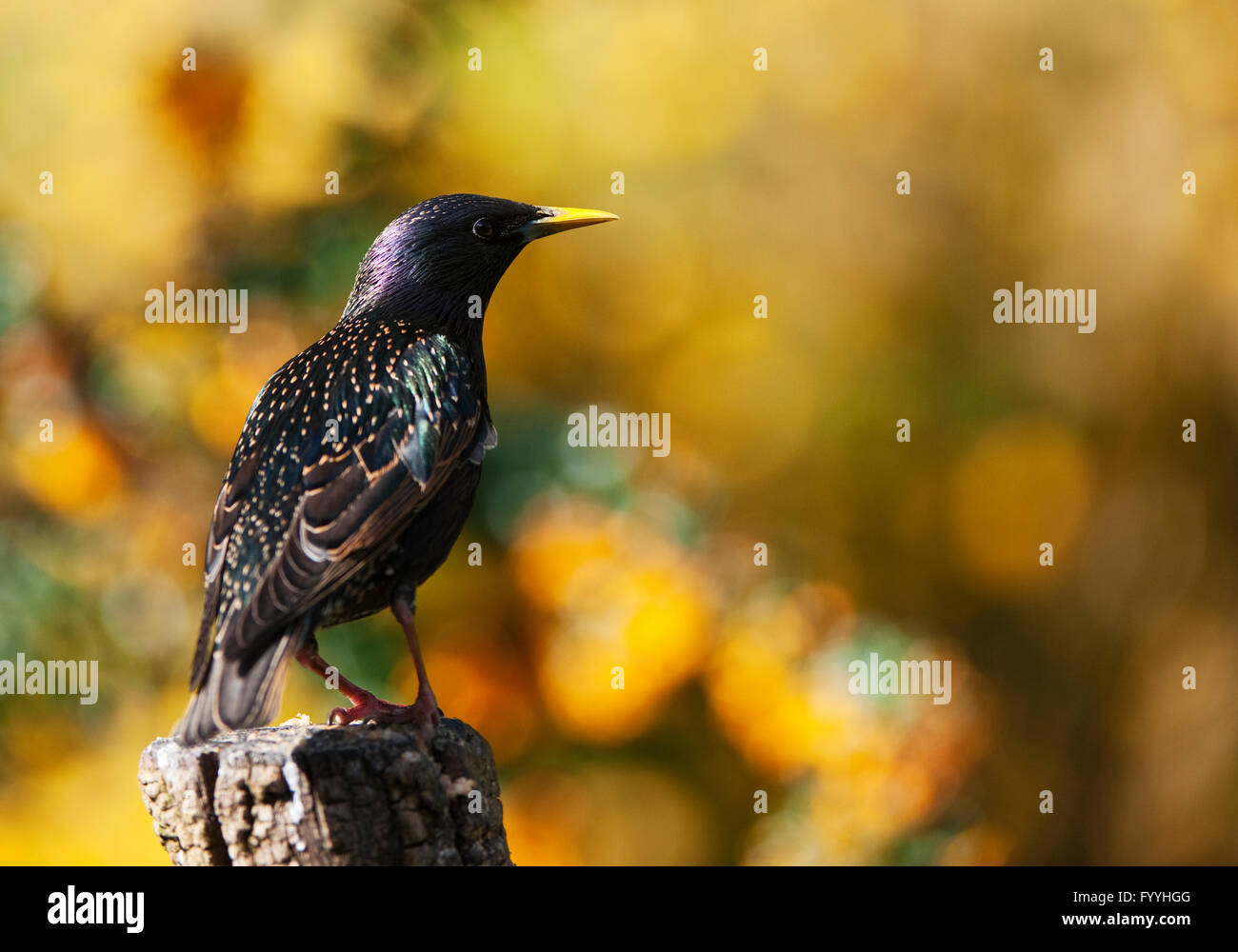 English starling hi-res stock photography and images - Alamy