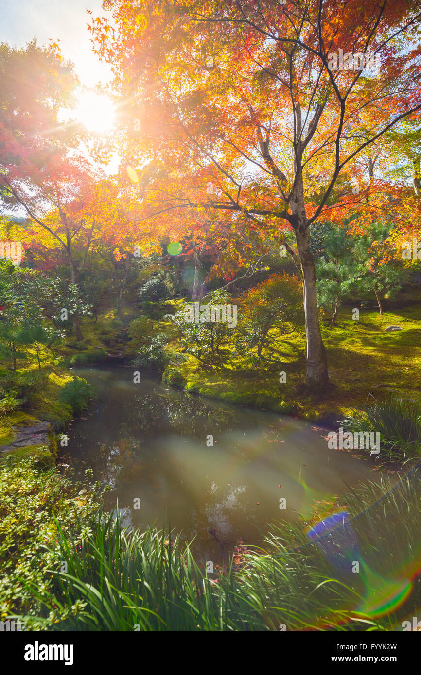 Colorful autunm treetops Stock Photo - Alamy