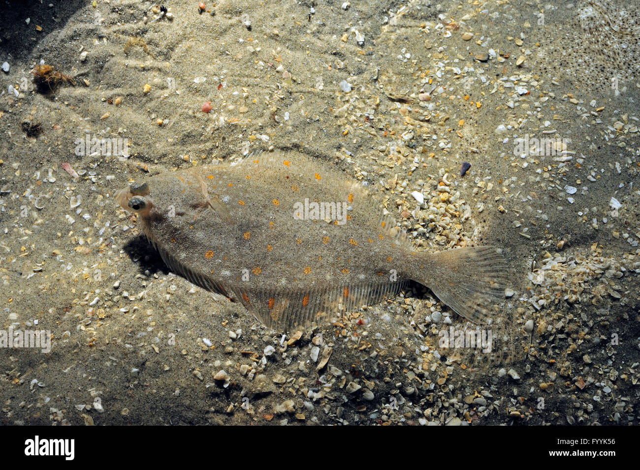 European plaice (Pleuronectes platessa) perfectly camouflaged by ...