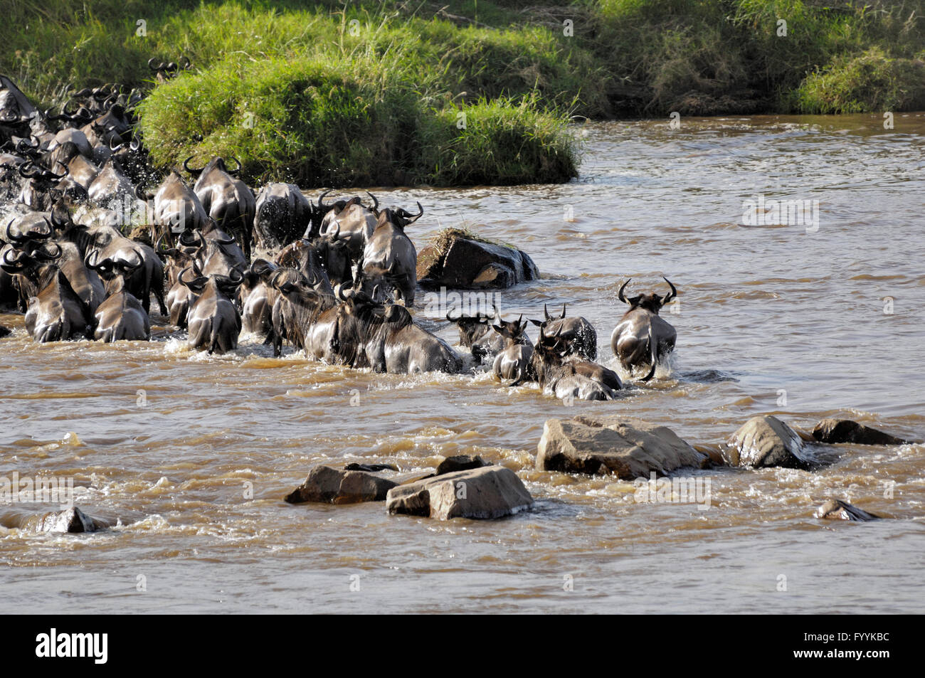 Wildebeest migration crossing the Mara river in the Serengeti Stock ...