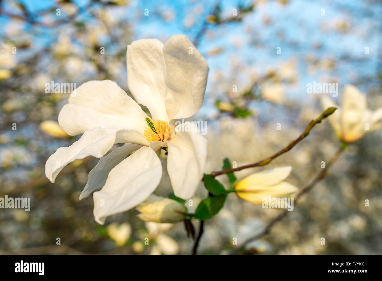 Beautiful white magnolia in spring with soft focus Stock Photo - Alamy