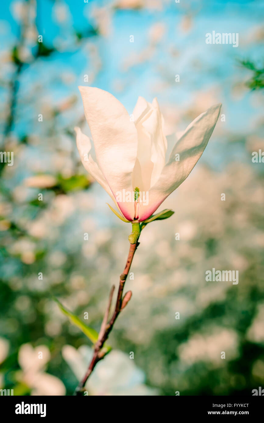 Beautiful white magnolia in spring with soft focus Stock Photo - Alamy