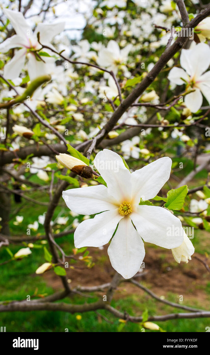 Beautiful white magnolia in spring with soft focus Stock Photo - Alamy