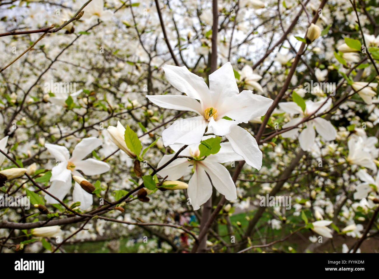 Beautiful white magnolia in spring with soft focus Stock Photo - Alamy