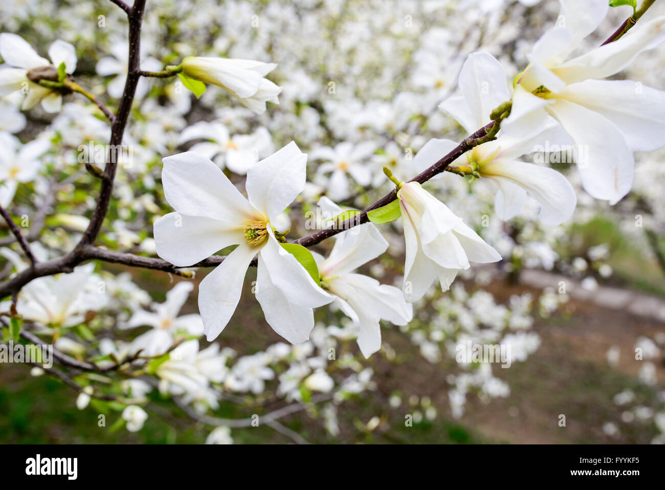 Beautiful white magnolia in spring with soft focus Stock Photo - Alamy