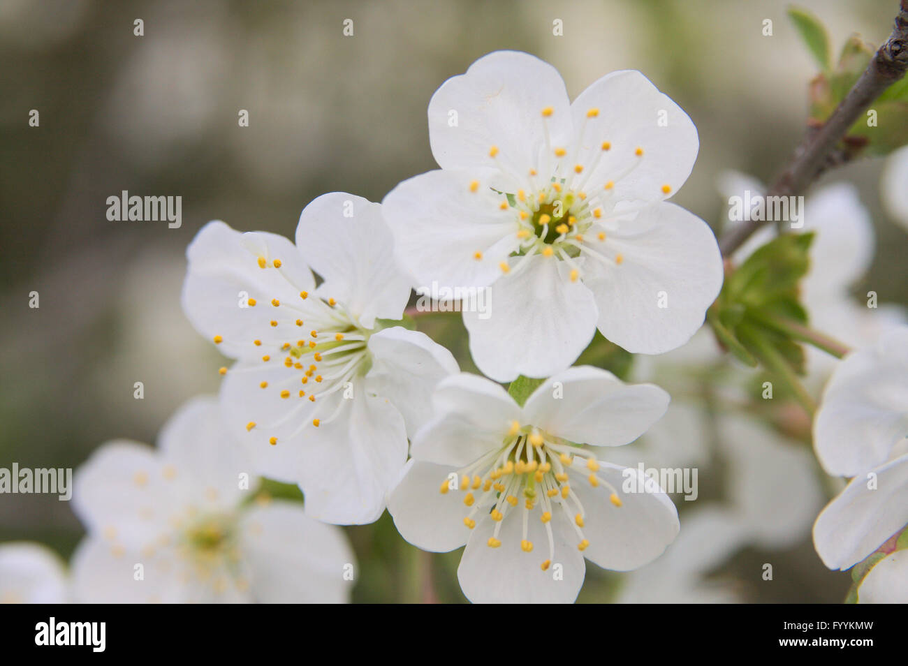 Sour cherry flowers, spring garden all in blossom Stock Photo - Alamy