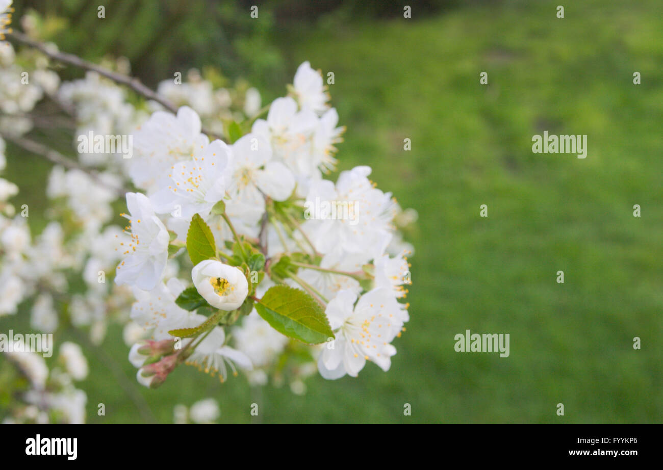 Sour spring hi-res stock photography and images - Alamy