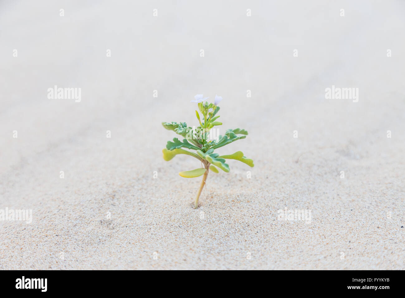 Single sprout blooming in desert sands Stock Photo - Alamy