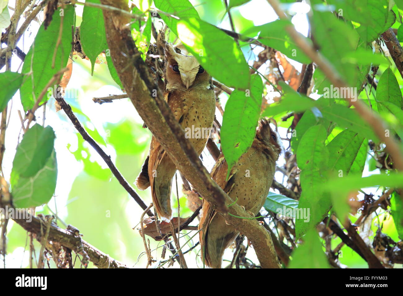White-fronted scops owl (Otus sagittatus) in Kaengkrachan National Park ...