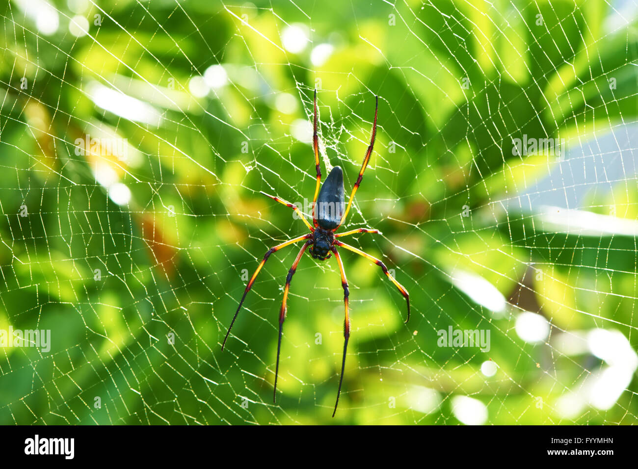 Giant wood spider - Nephila maculata / nephila pilipes Stock Photo - Alamy