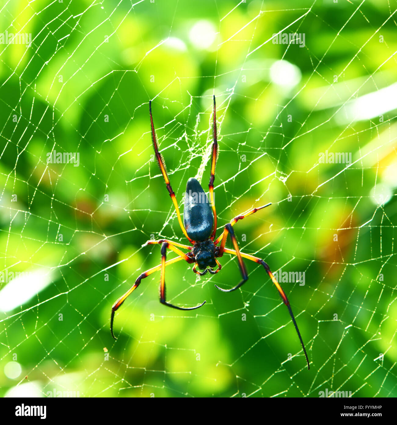 Giant wood spider - Nephila maculata / nephila pilipes Stock Photo - Alamy