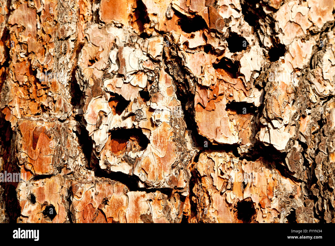 Barck Stock Photos & Barck Stock Images - Alamy