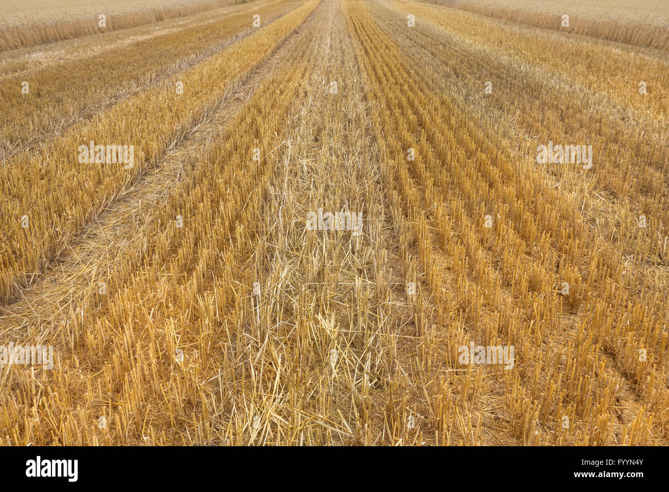 Stubble field with different colored texture Stock Photo - Alamy